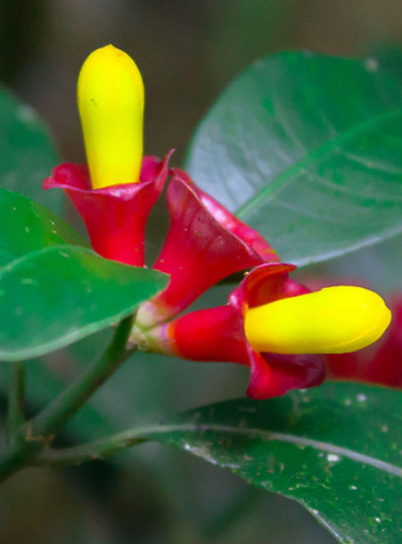 Reservas Naturais | SPVS | Projetos